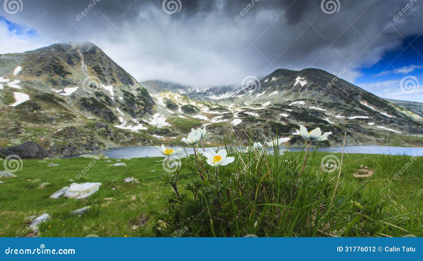 Spring Flowers in the Mountains Stock Photo - Image of sunny, positive ...