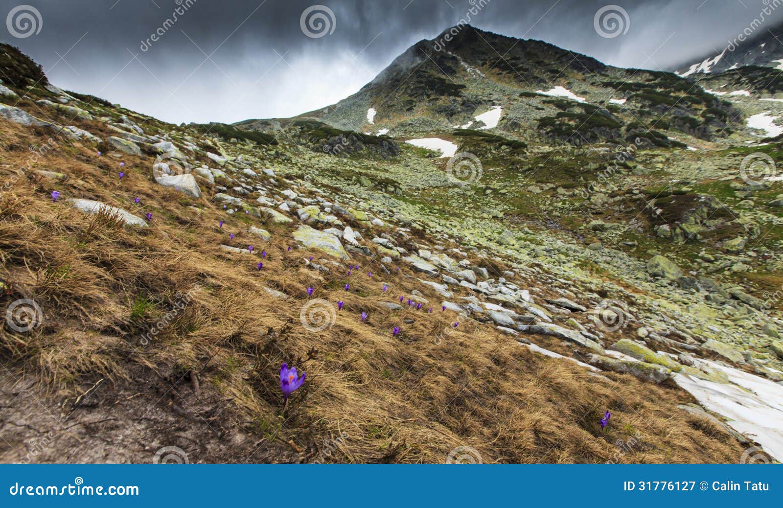 Spring Flowers in the Mountains Stock Image - Image of alps, beautiful ...