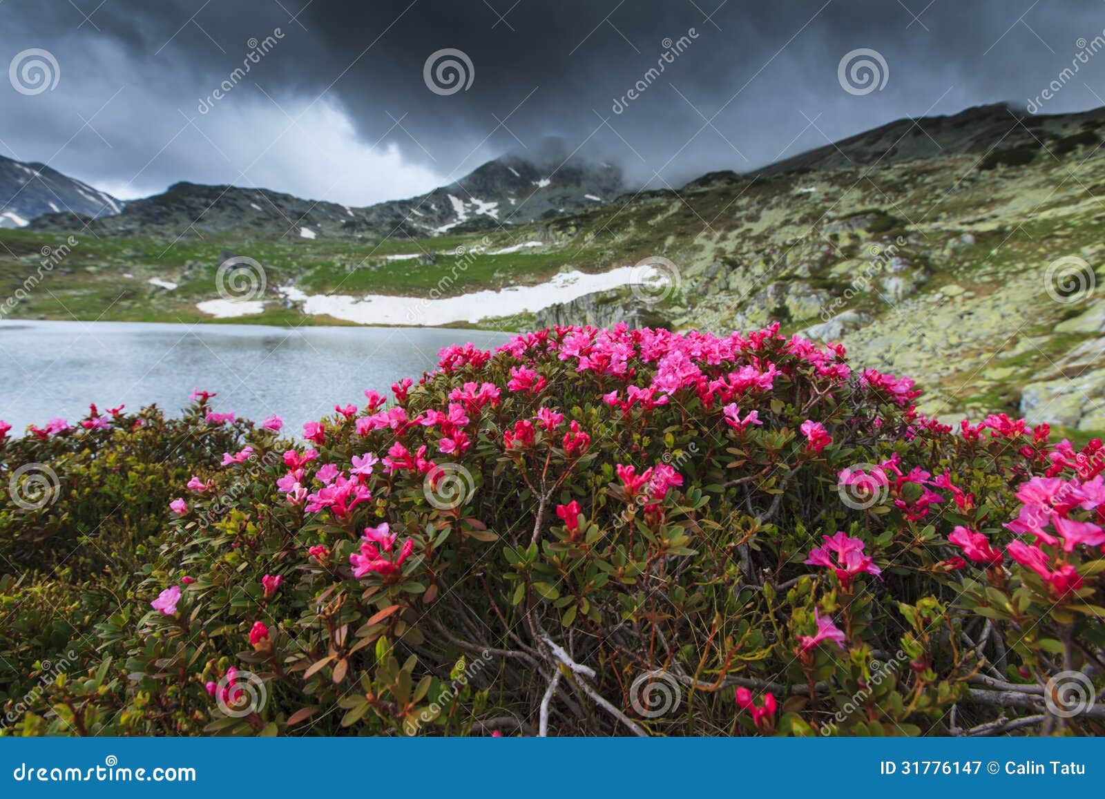 Spring Flowers in the Mountains Stock Image - Image of mountain ...