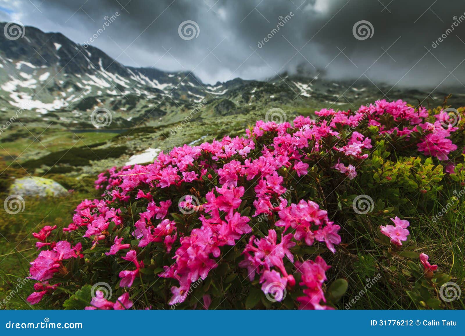 Spring Flowers in the Mountains Stock Photo - Image of nature, green ...