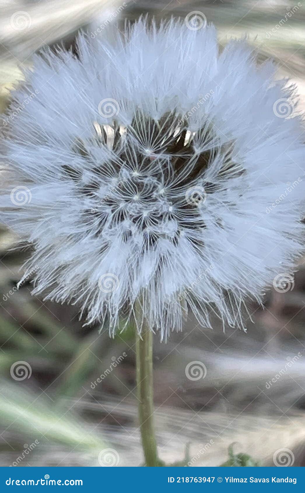 Spring flowers in nature stock image. Image of detail - 218763947