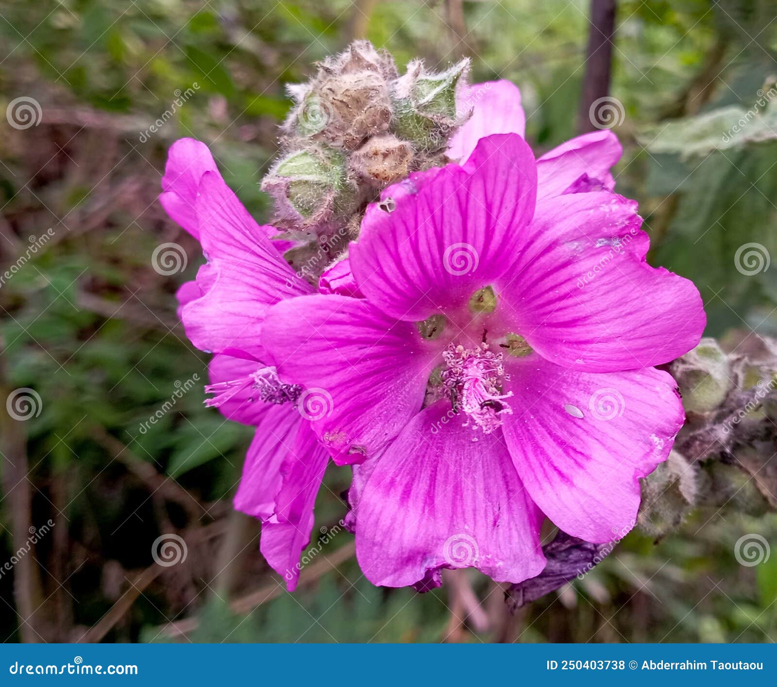 Spring Flowers in Nature, Jijel, Algeria Stock Photo - Image of garden ...