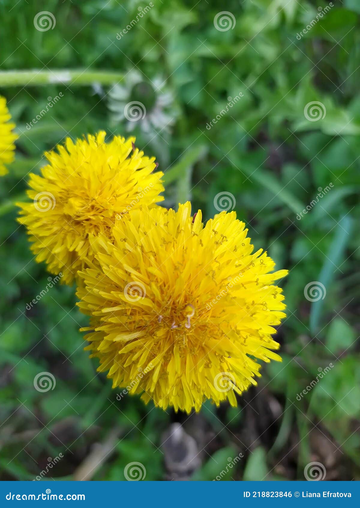 Spring Flowers Nature Yellow Gold Stock Photo - Image of flowers ...