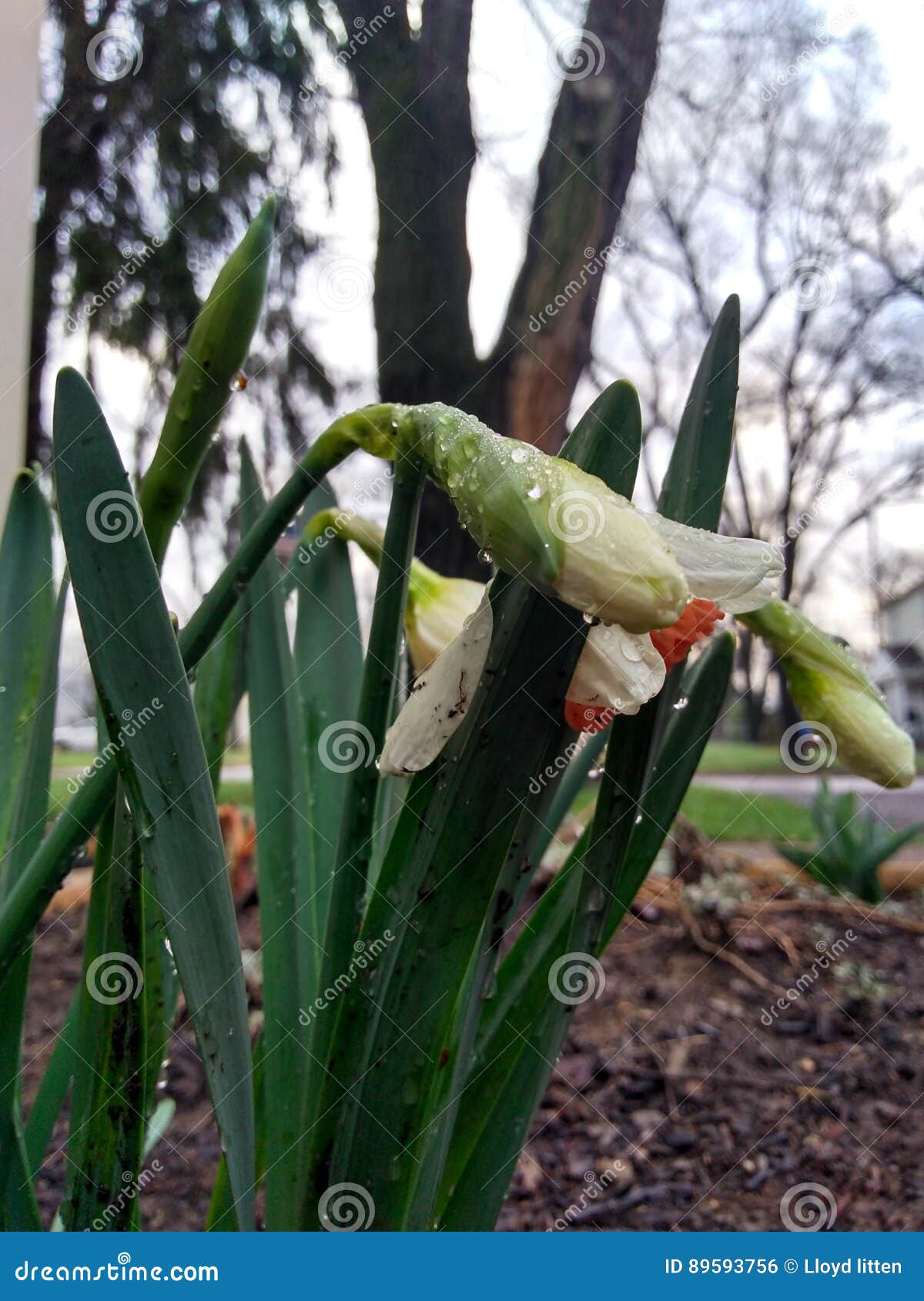 Spring stock photo. Image of grass, beautiful, snowdrop - 89593756