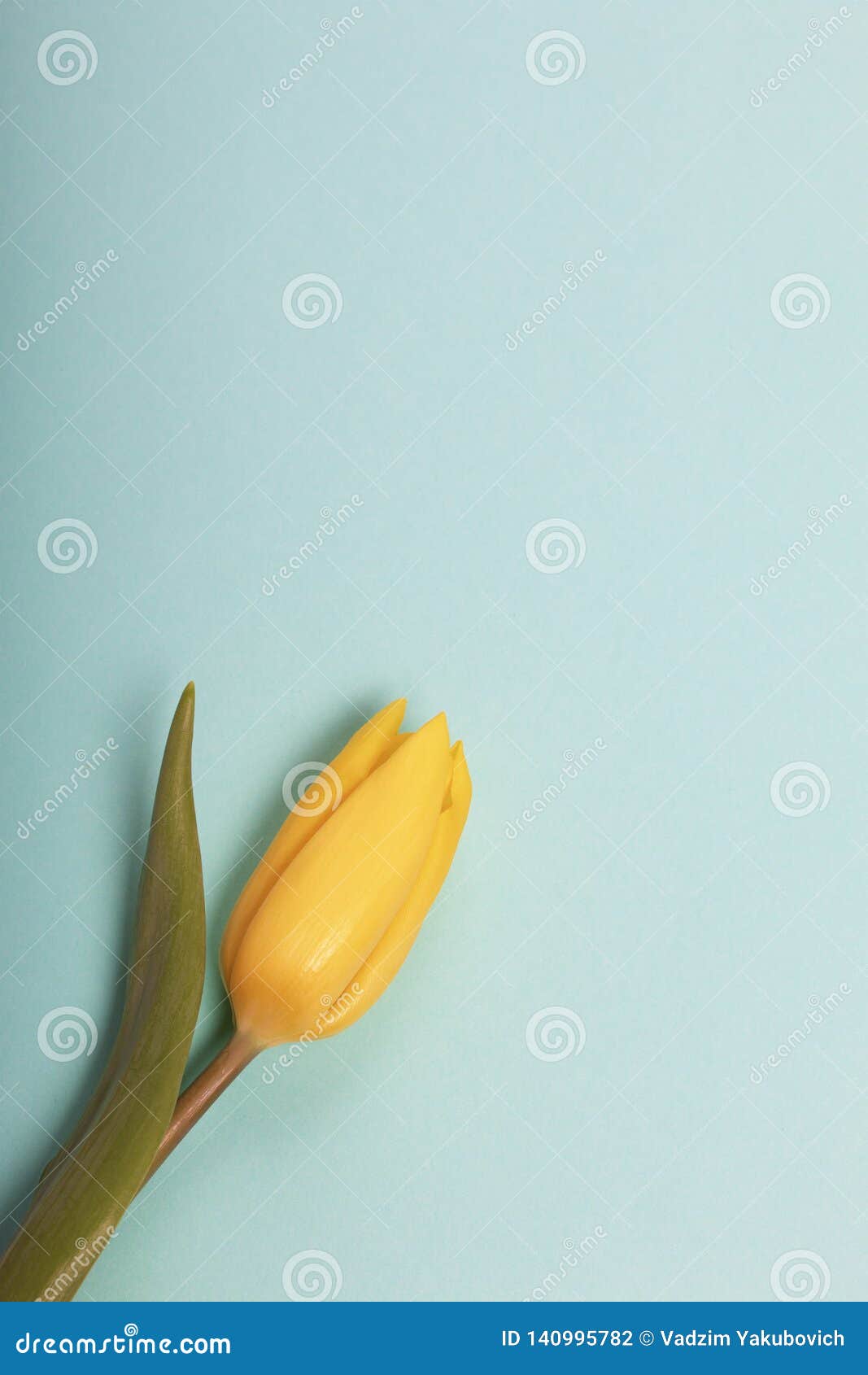 Spring Flowers. One Yellow Tulip on a Mint Background Stock Photo ...