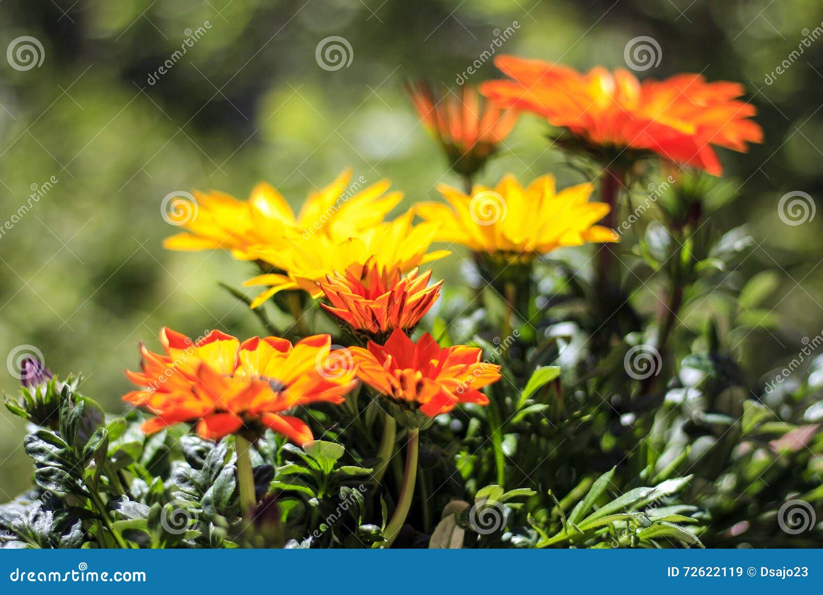 Spring flowers stock image. Image of plant, summer, orange - 72622119