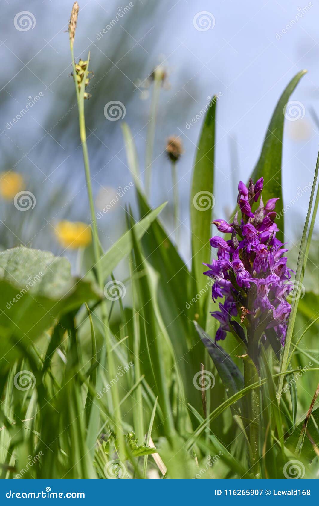Spring flowers orchid stock image. Image of beautiful - 116265907