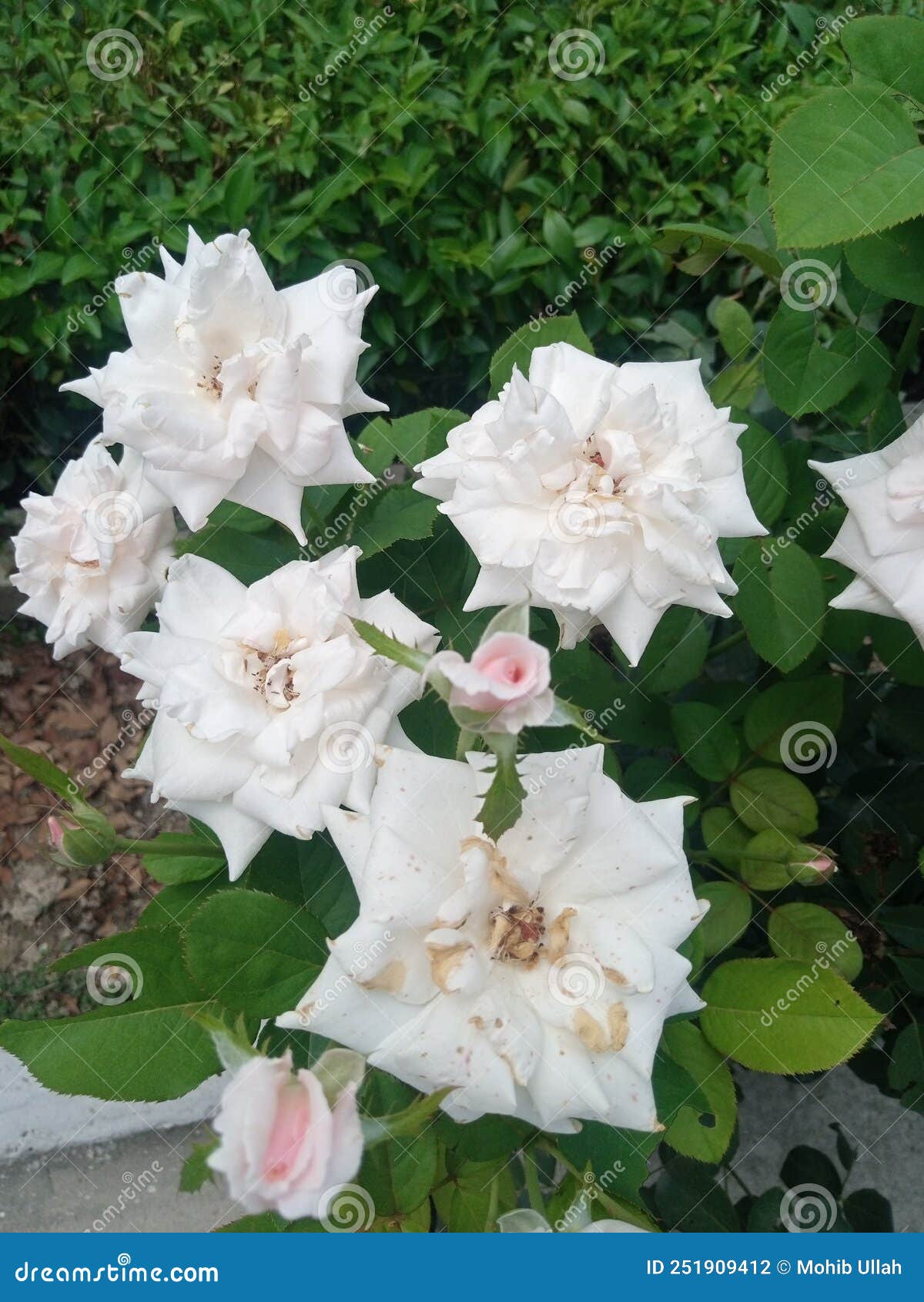 Spring Flowers of Pakistan . White Rose Stock Photo - Image of spring ...