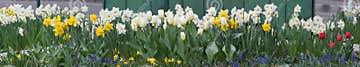 Spring flowers panorama stock photo. Image of tulip, narcissus - 4800194