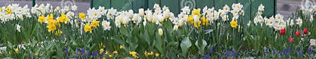 Spring flowers panorama stock photo. Image of tulip, narcissus - 4800194