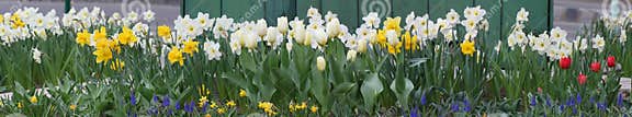 Spring flowers panorama stock photo. Image of tulip, narcissus - 4800194