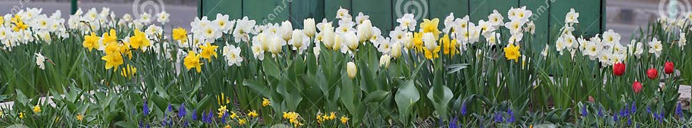 Spring flowers panorama stock photo. Image of tulip, narcissus - 4800194