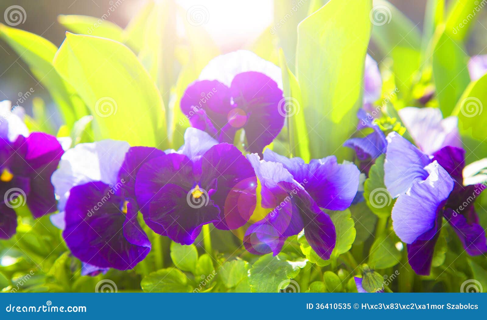 Spring Flowers Pansy (viola) Stock Image - Image of leaf, blue: 36410535
