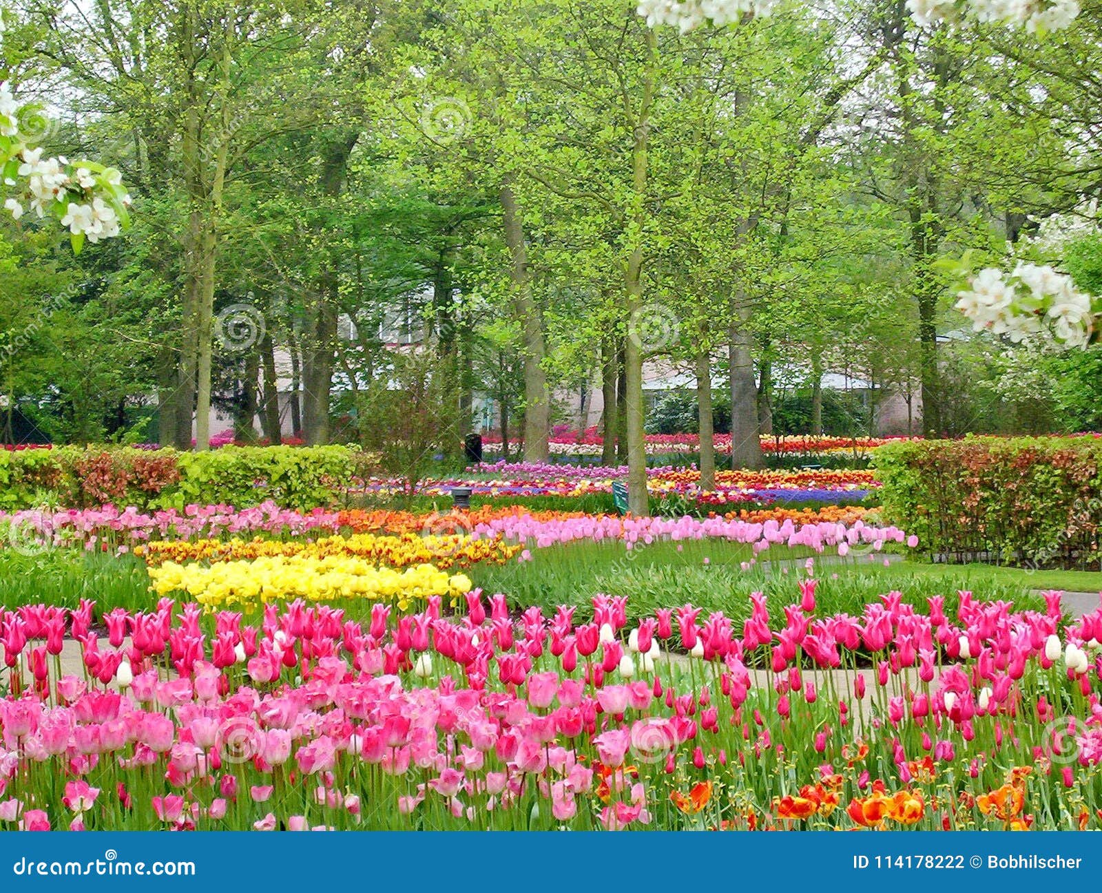 Spring Flowers in a Park stock photo. Image of multi - 114178222