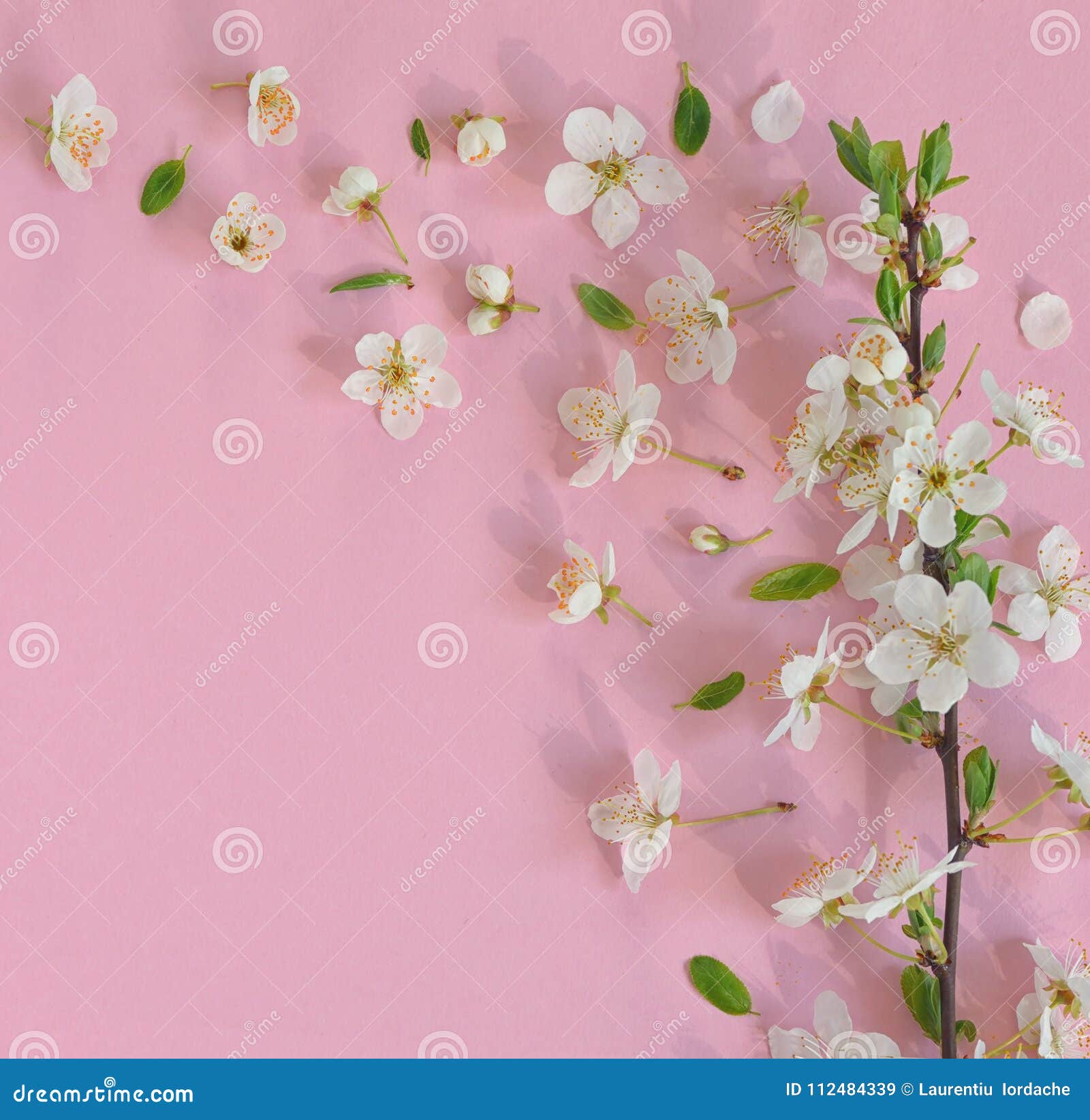 Spring Flowers on Pink Background Stock Image - Image of springtime ...