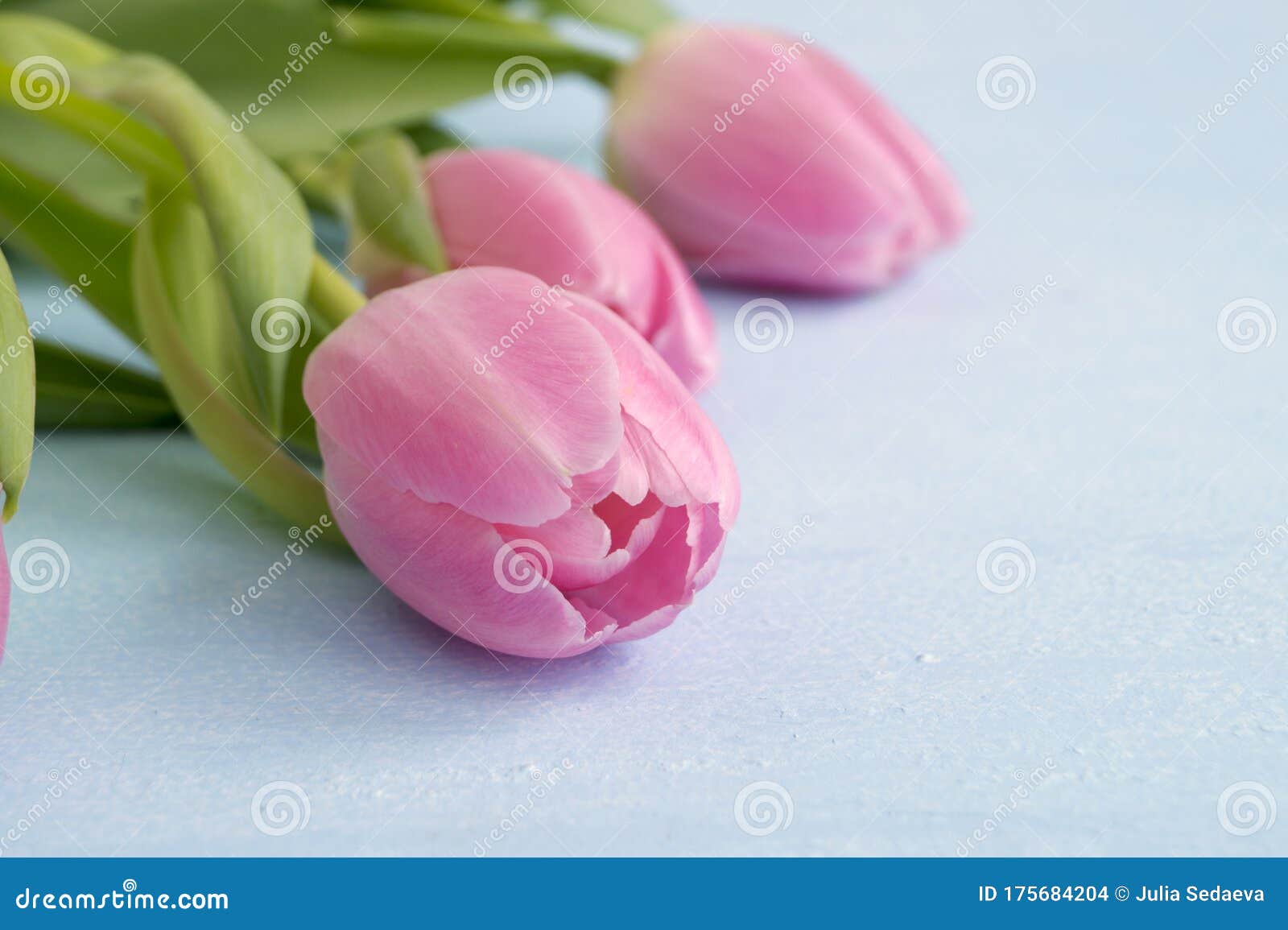 Spring Flowers. Pink Blooming Tulips Stock Photo - Image of nature ...