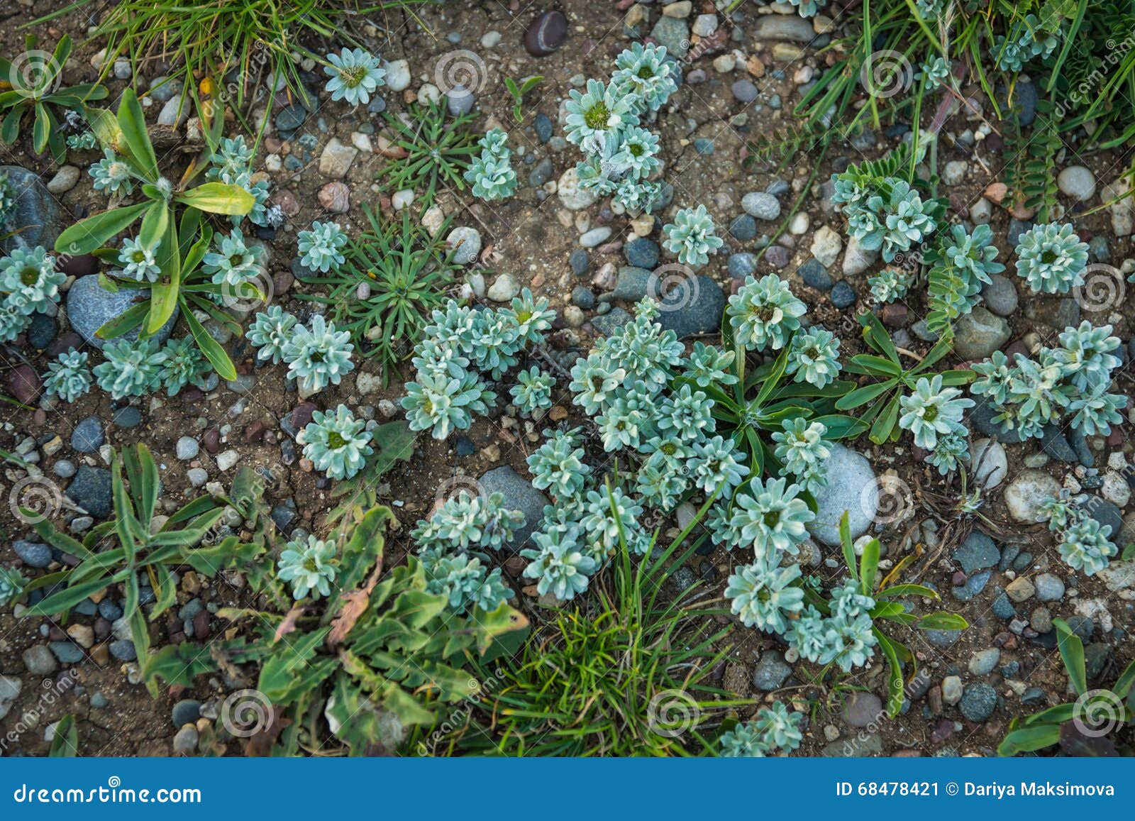 Spring Flowers and Plants on Rhodes Island in Greece Stock Image ...