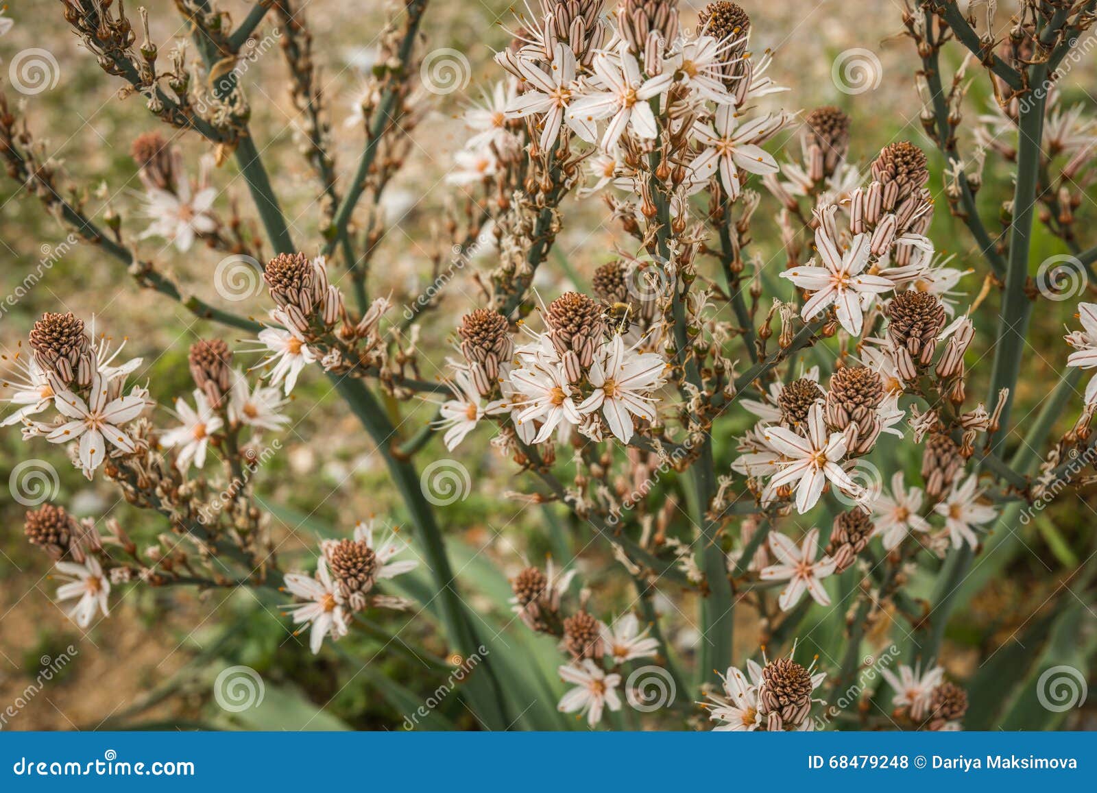 Spring Flowers and Plants on Rhodes Island in Greece Stock Photo ...