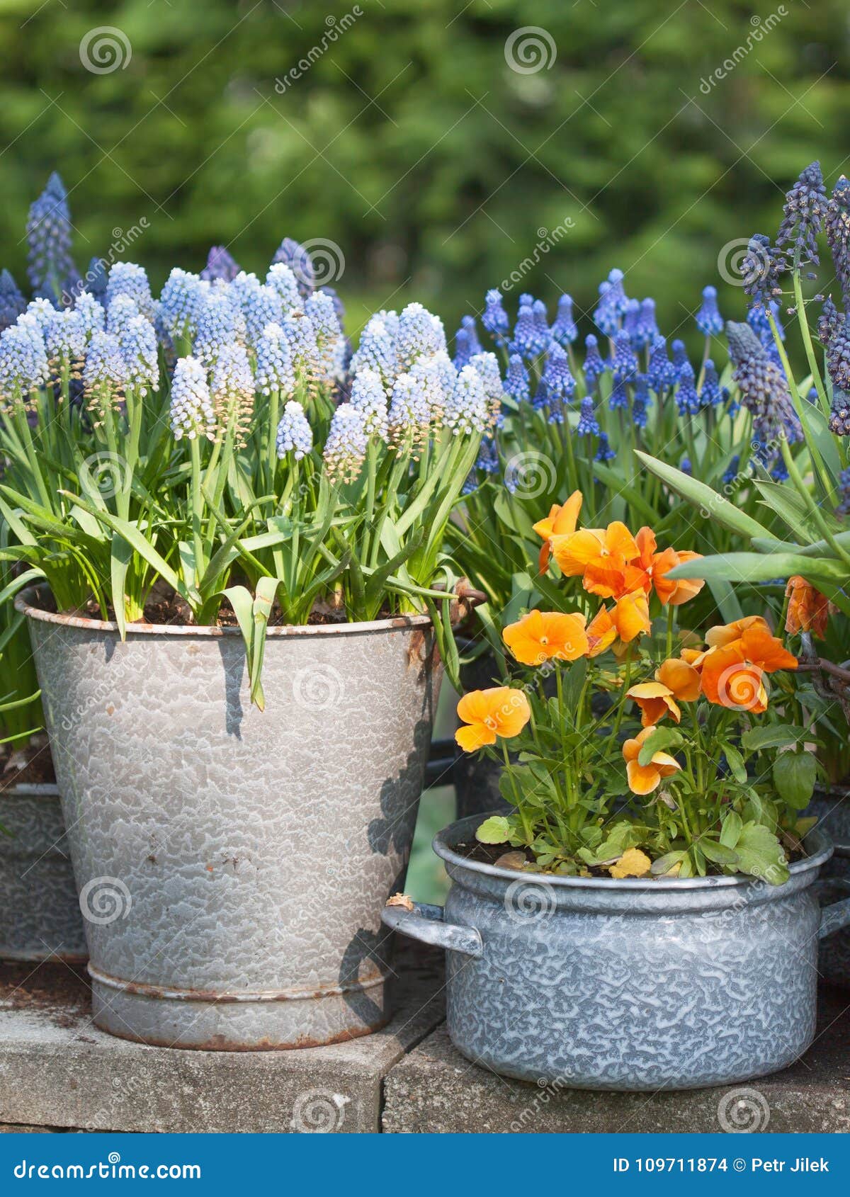 Spring flowers in pot stock photo. Image of pansies - 109711874