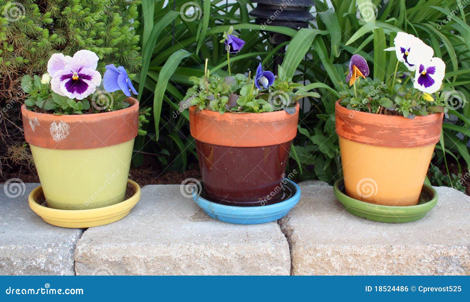 Spring flowers in pots stock photo. Image of garden, colour - 18524486