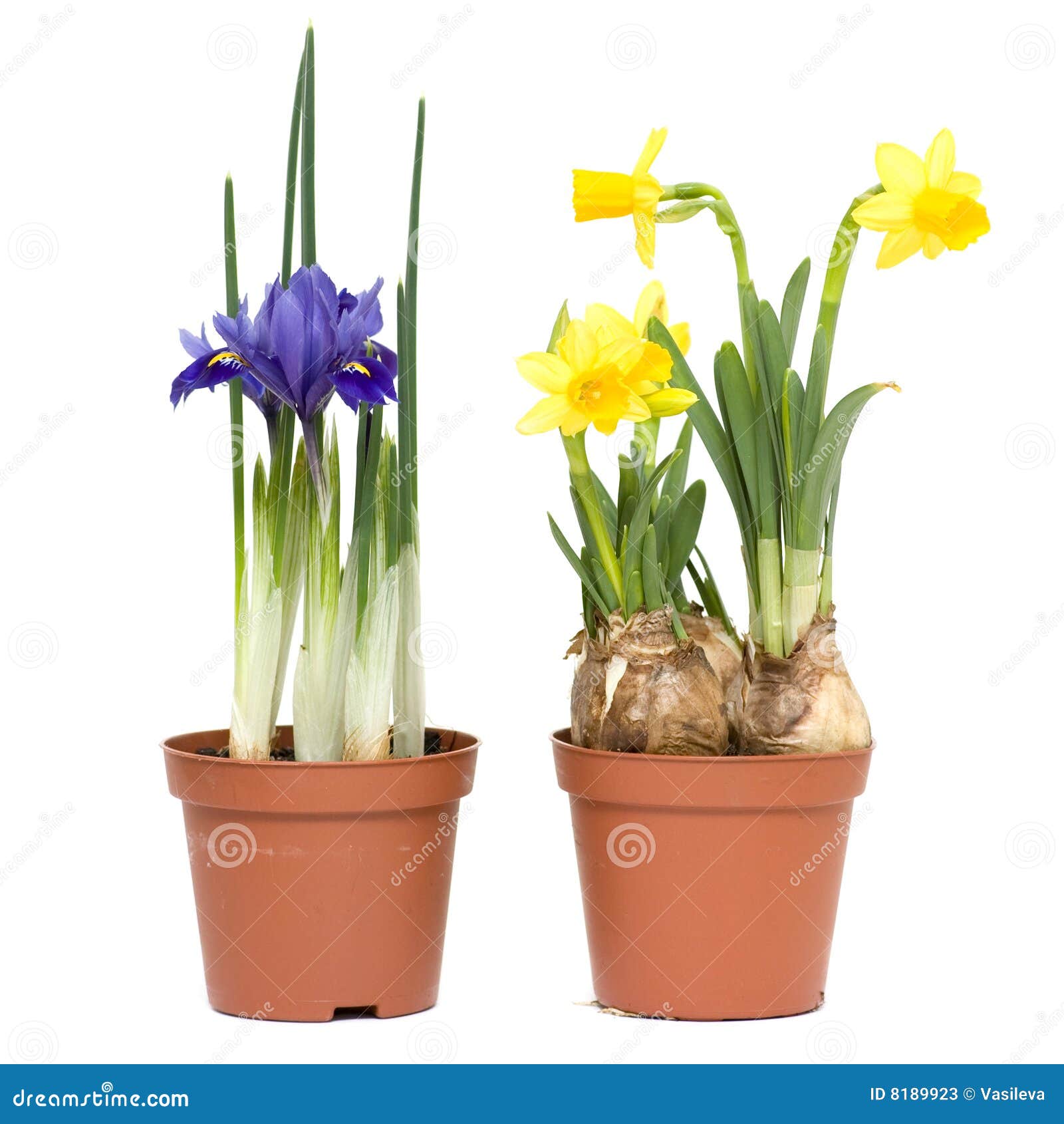 Spring flowers in pots stock image. Image of beauty, card - 8189923