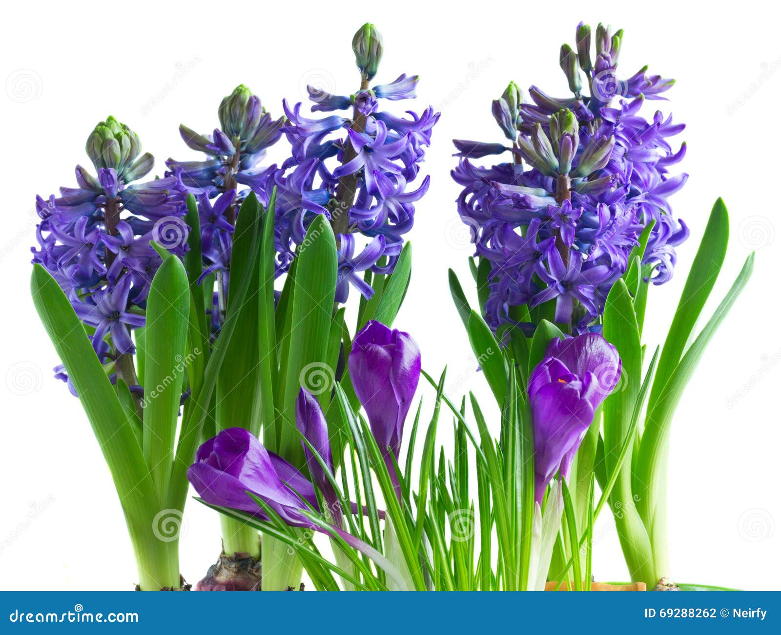 Flowers Hyathins Stock Photos - Free & Royalty-Free Stock Photos from ...