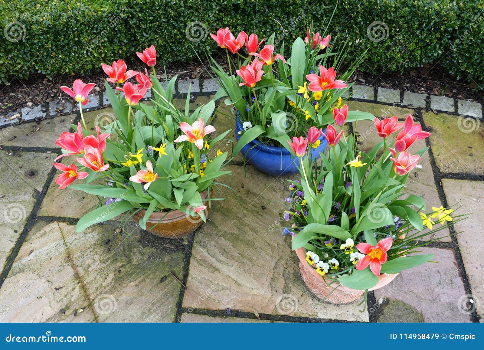 Spring flowers in pots stock image. Image of tulips - 114958479