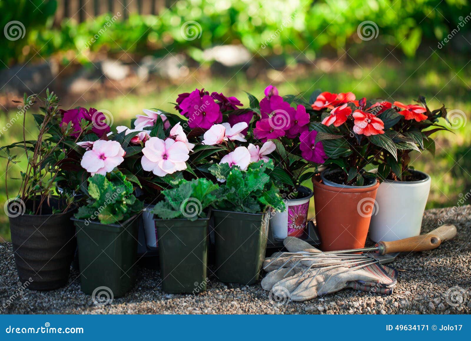 Spring Flowers in the Pots. Stock Image - Image of gardening ...