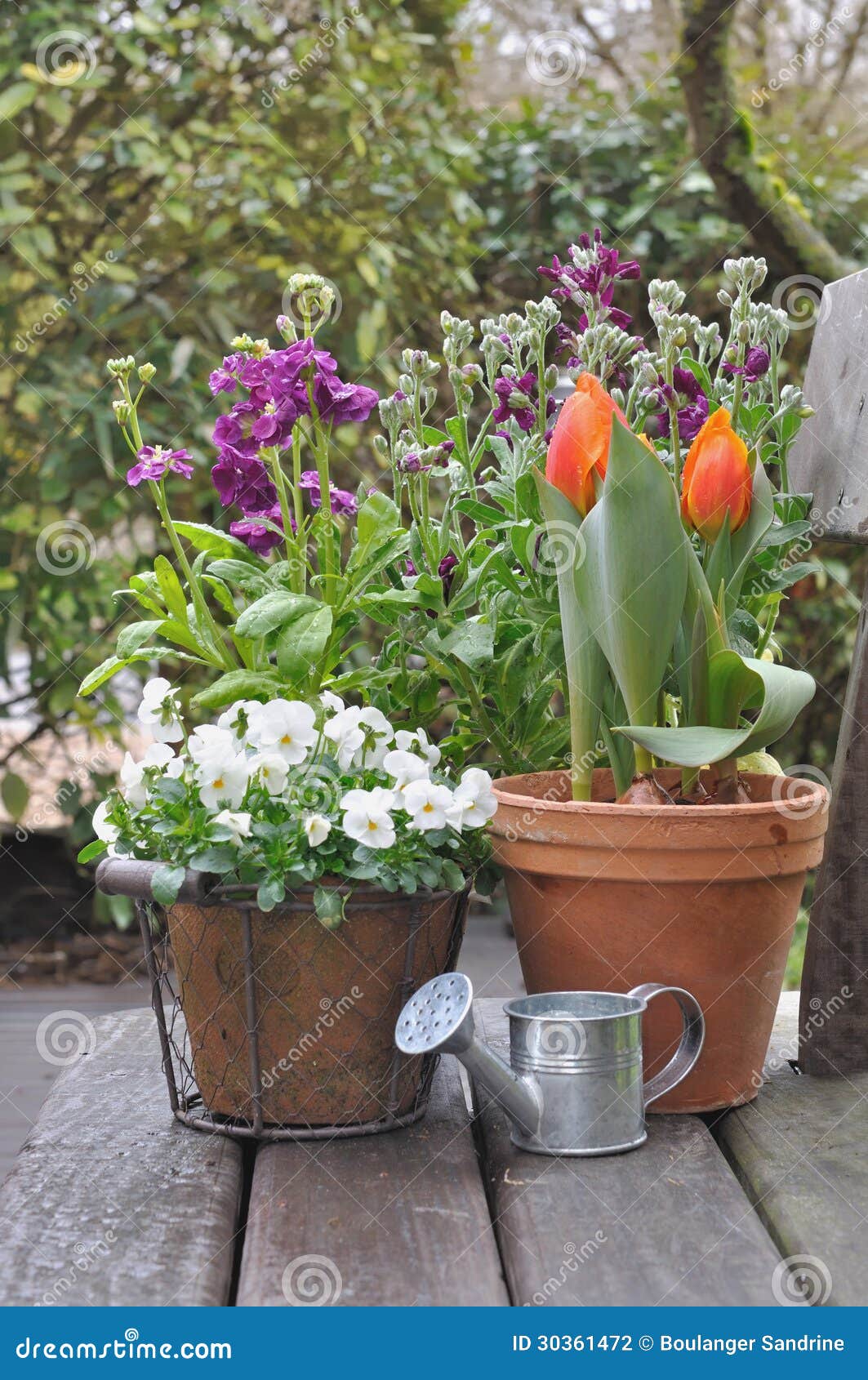 Spring flowers stock photo. Image of wood, leisure, pots - 30361472
