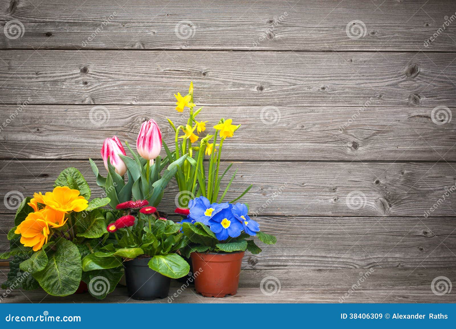 Spring Flowers in Pots on Wooden Background Stock Image - Image of ...