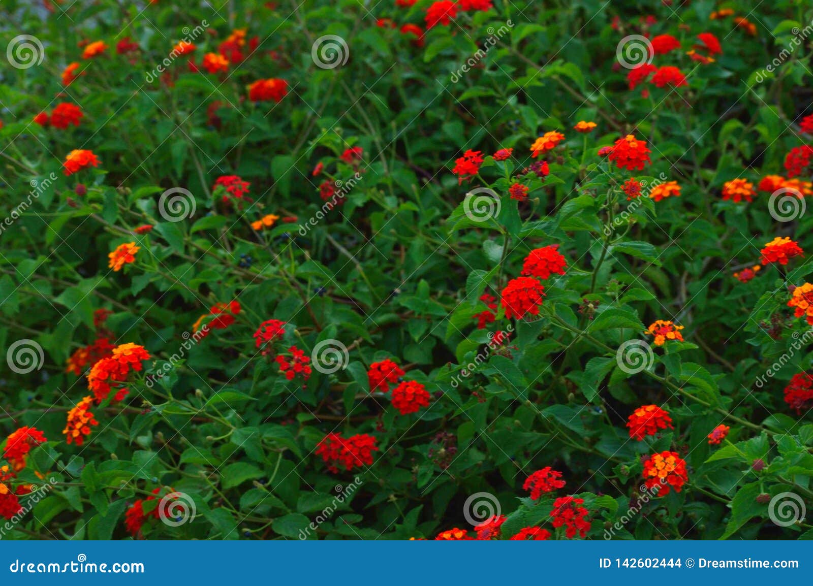 Spring stock photo. Image of primavera, flowers, spring - 142602444