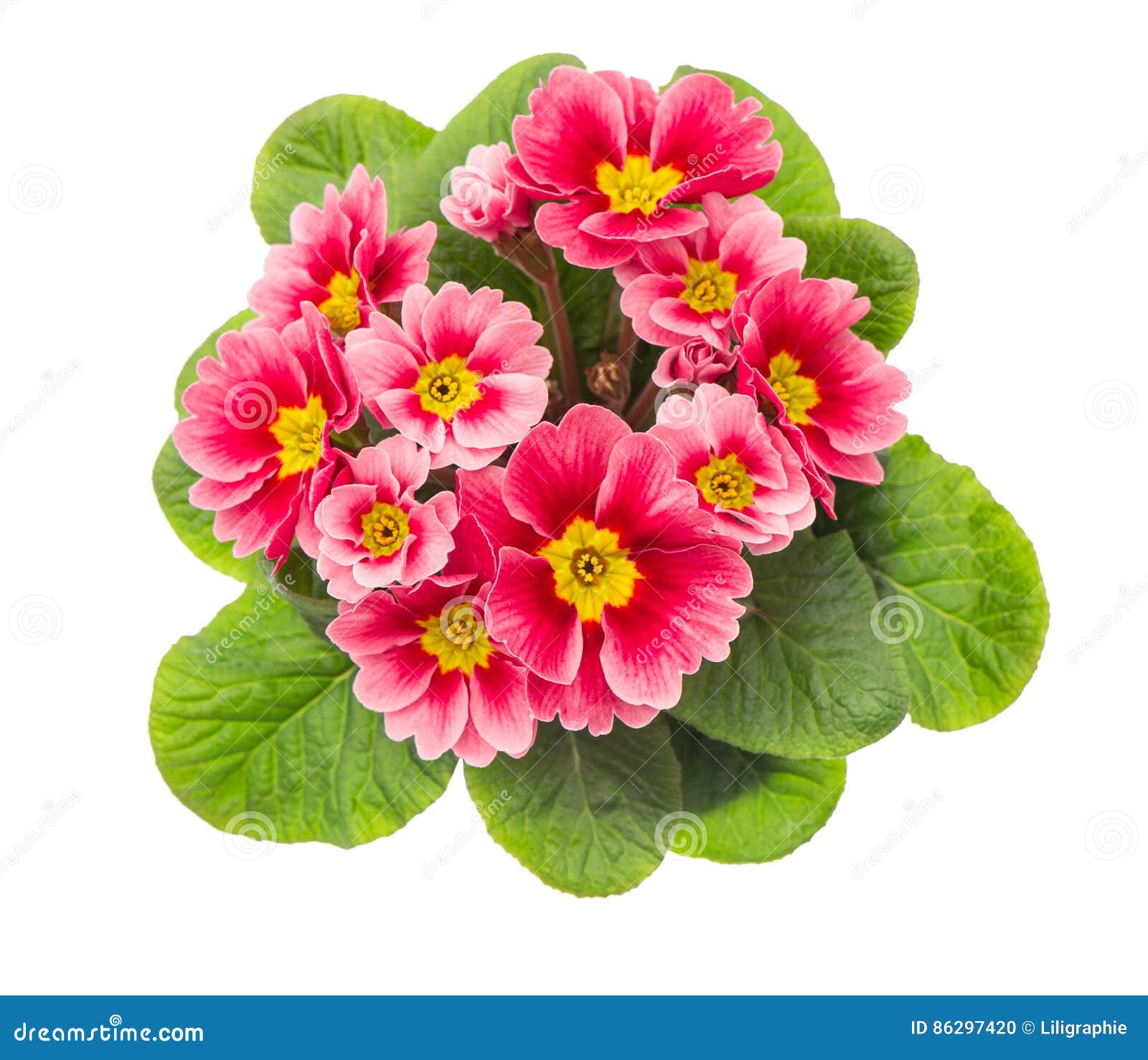 9,732 Primrose Pink Stock Photos - Free & Royalty-Free Stock Photos ...