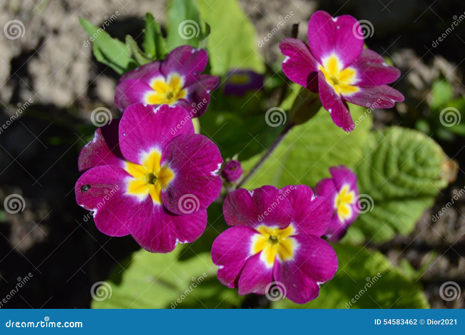 Spring flowers: primroses stock photo. Image of bloom - 54583462