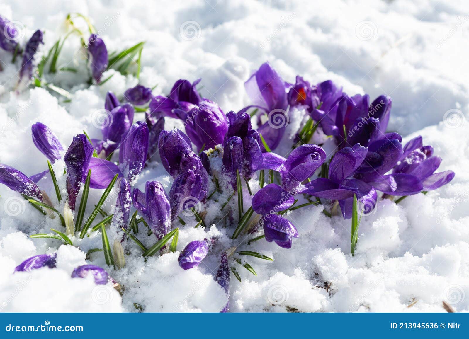 Spring Flowers. Purple Crocus Flowers in the Snow Stock Photo - Image ...