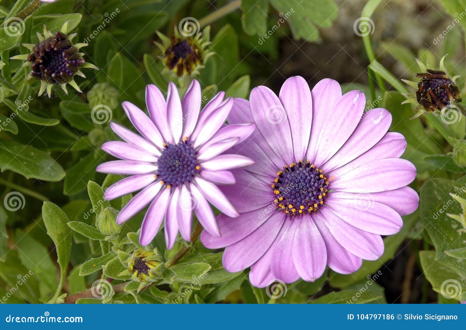 Types Of Purple Flowers Spring Flowers Purple Flowers