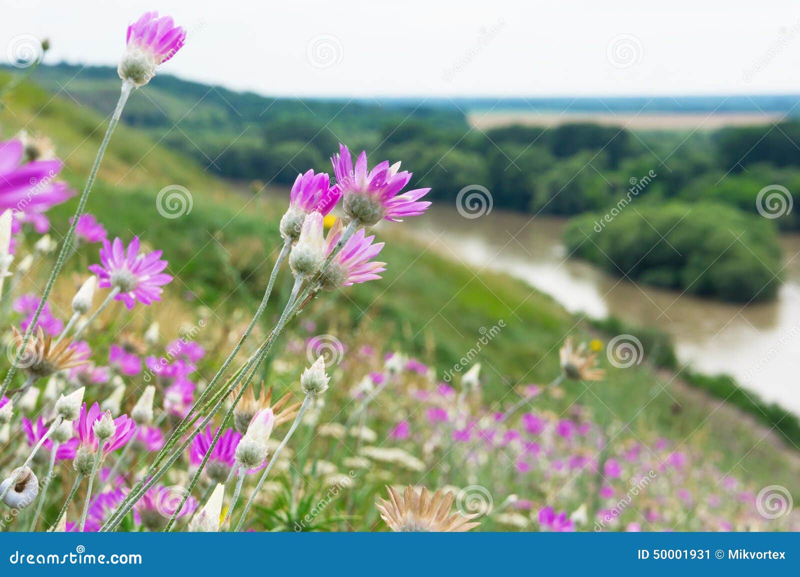 Spring flowers 7 stock image. Image of grass, spring - 50001931