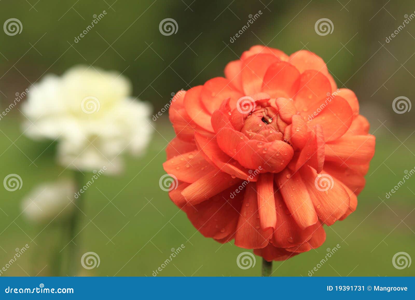 Spring flowers in rain stock image. Image of macro, fragility - 19391731
