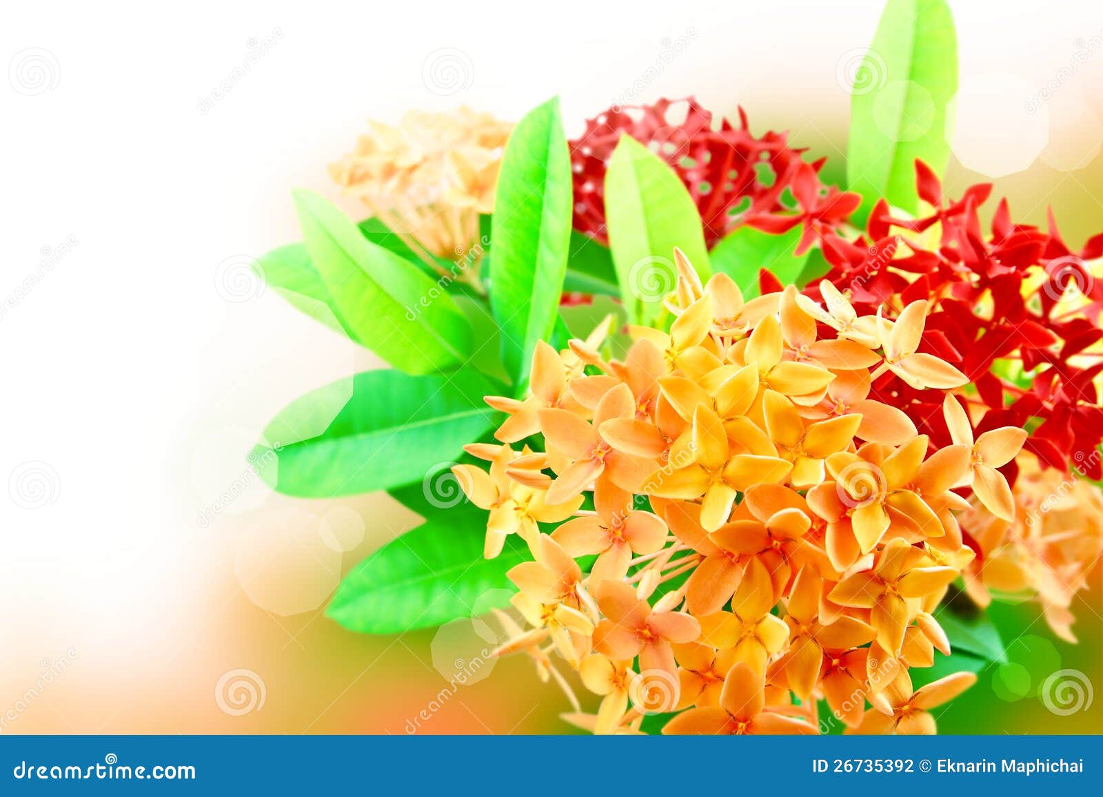 Spring flowers in the rain stock photo. Image of plant - 26735392