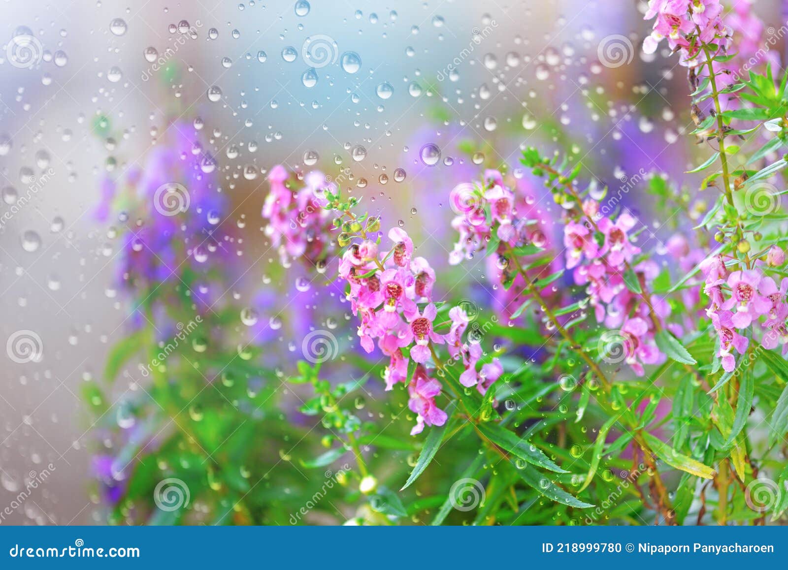 Spring Flowers Rain Drops, Flowers Fresh Rain Stock Photo - Image of ...