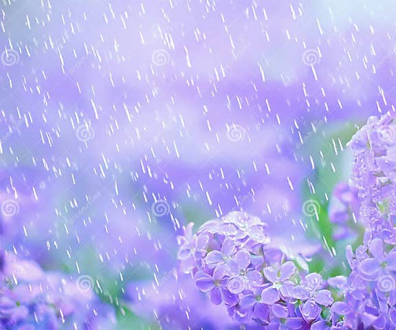 Spring Flowers Rain Drops, Abstract Blurred Background Flowers Fresh ...