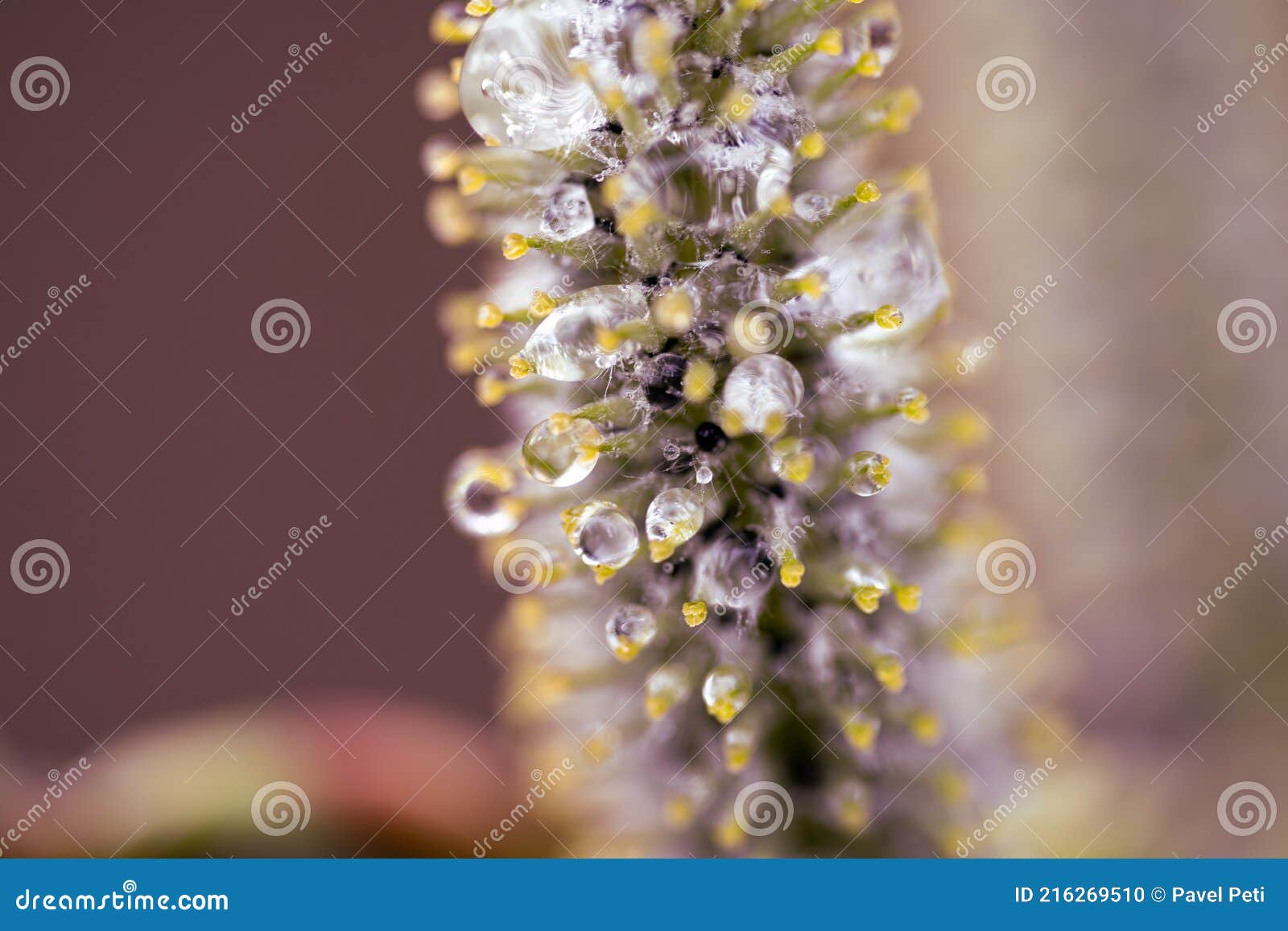 Spring flowers after rain stock photo. Image of blooming - 216269510