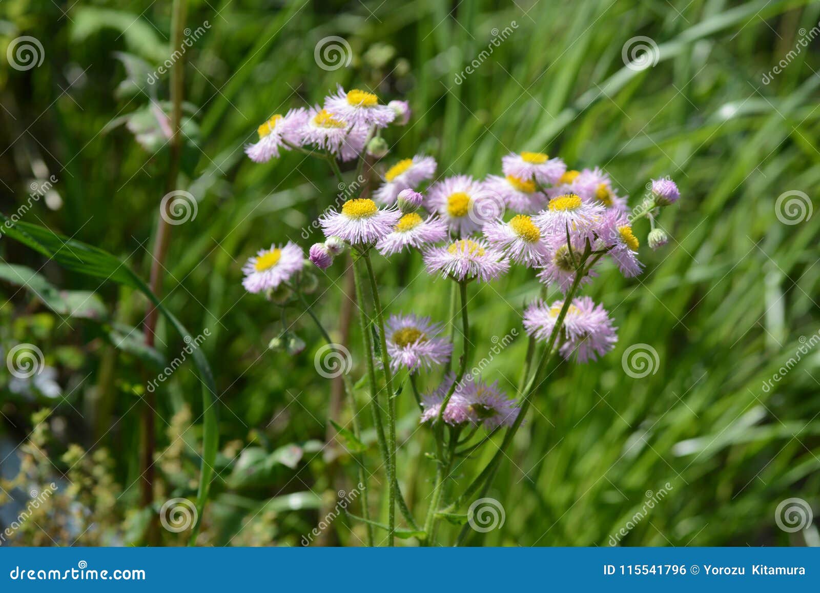 Philadelphia fleabane stock photo. Image of outside - 115541796