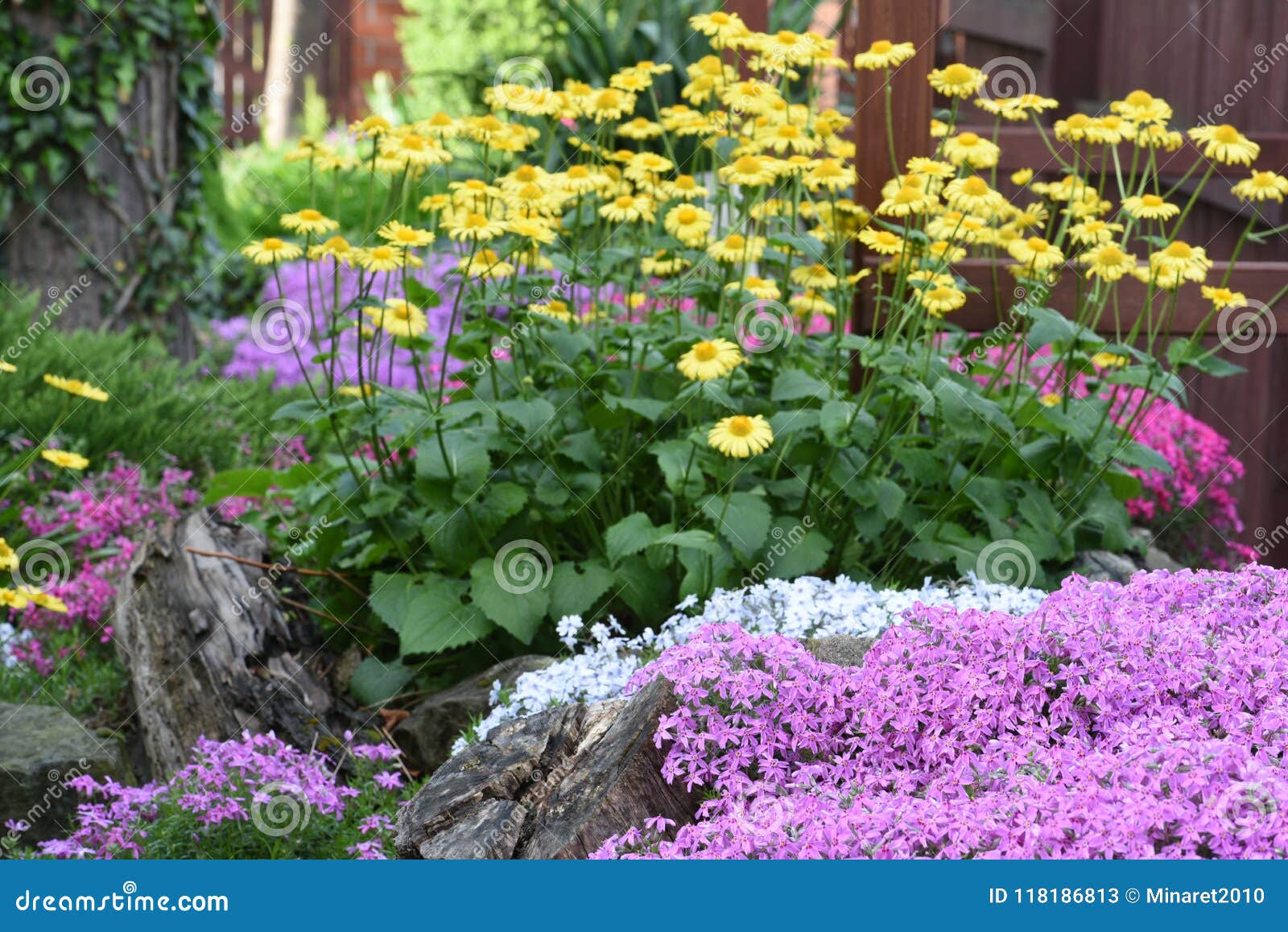 Spring Flowers in Rock Garden Stock Image - Image of scene, rock: 118186813
