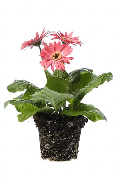 Spring Flowers with Root System Stock Photo - Image of greenery ...