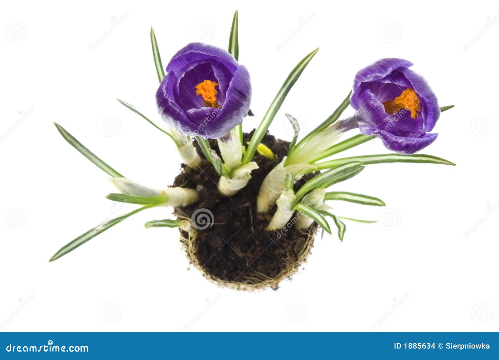Spring Flowers with Root System Stock Photo - Image of decorative, leaf ...