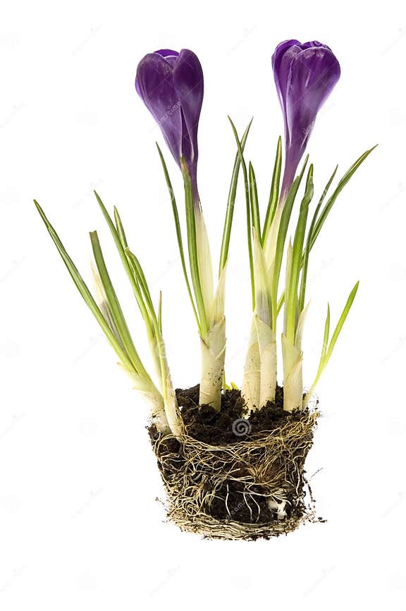 Spring Flowers with Root System Stock Photo - Image of biology ...
