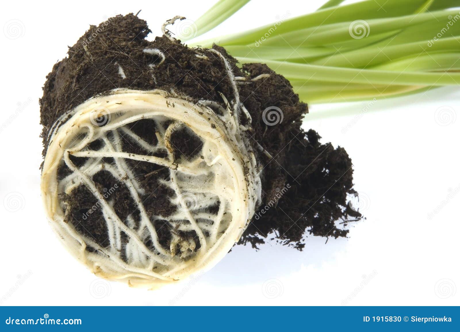 Spring Flowers With Root System Stock Photo - Image of bloom, object ...