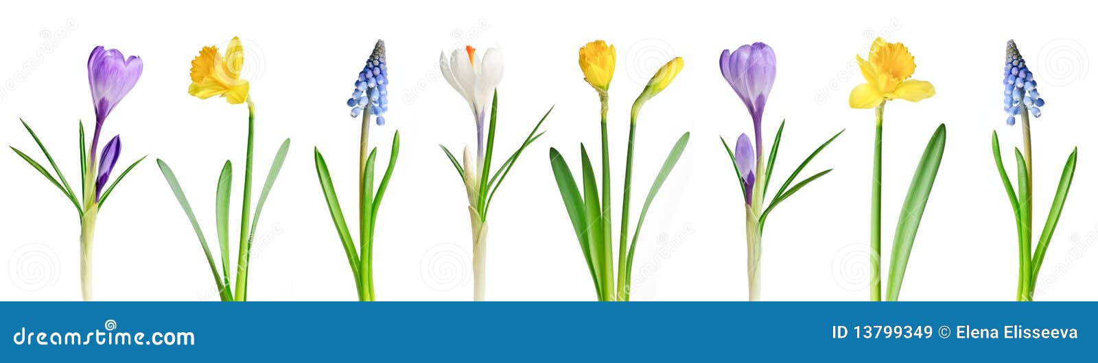 Spring flowers in a row stock image. Image of bright - 13799349