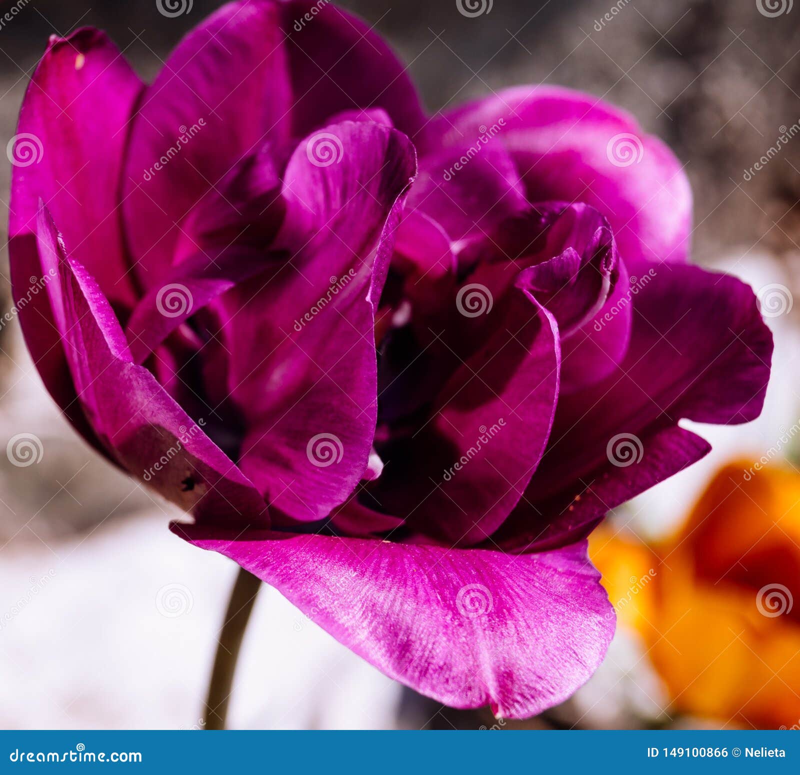 Purple Tulip Flower in Spring Stock Photo - Image of russia, beautiful ...