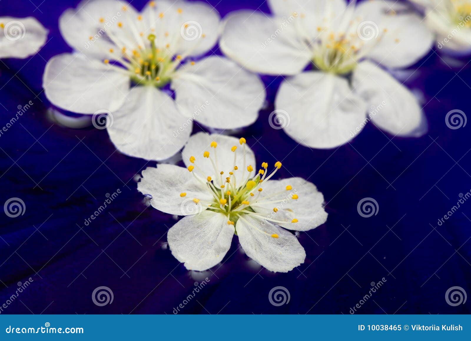 Spring flowers of sakura stock image. Image of nature - 10038465